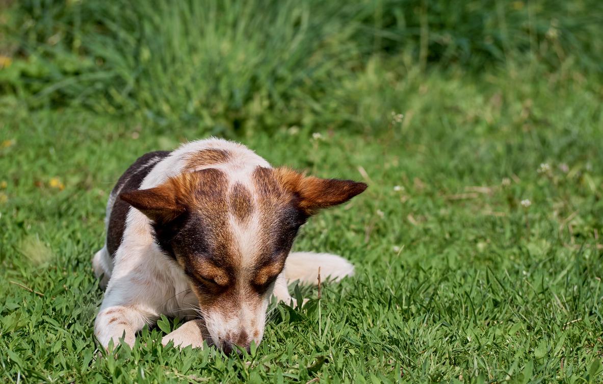 Why Do Dogs Chew and Bite Their Paws?
