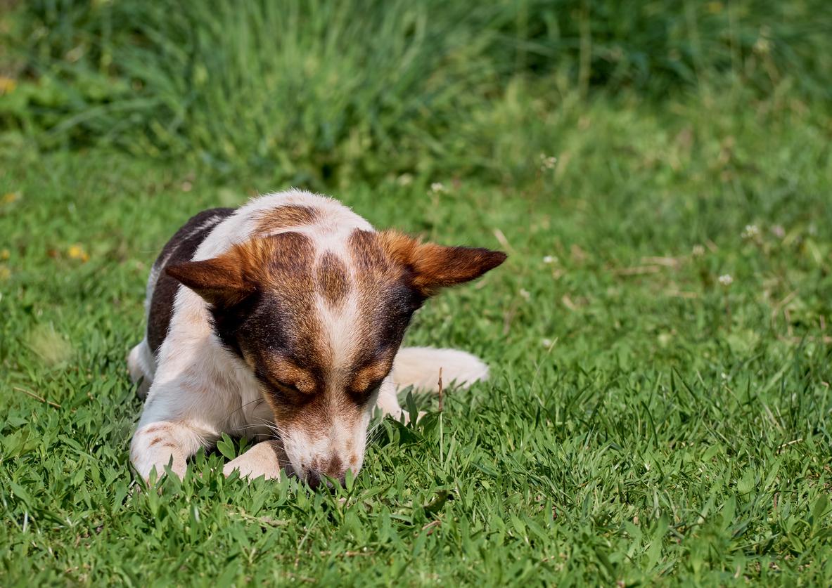Why Do Dogs Chew and Bite Their Paws?