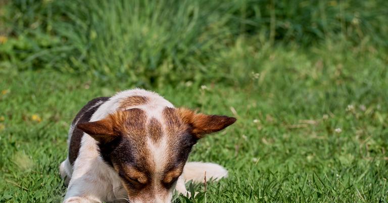 Why Do Dogs Chew and Bite Their Paws?