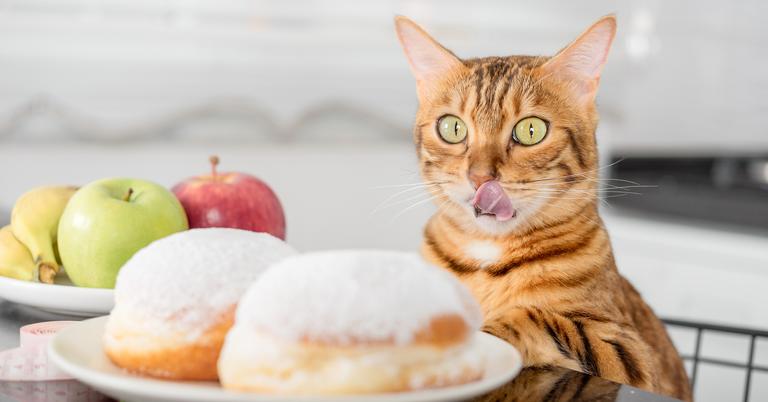 Can Cats Taste Spice? Cat Taste Buds, Explained