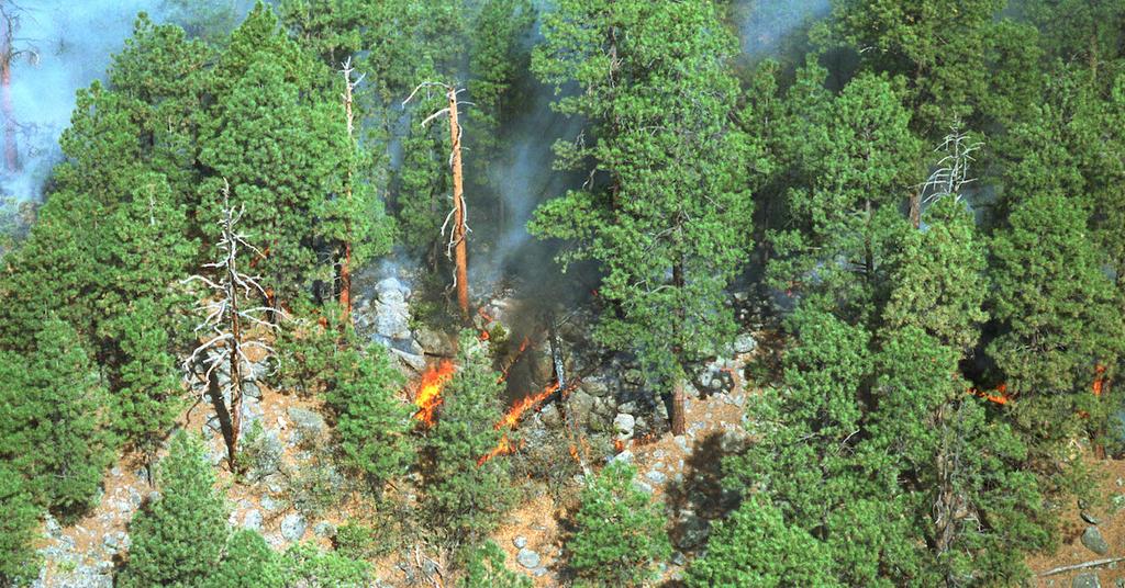 The Wildfires in New Mexico Are Putting Ecosystems and Lives at Risk