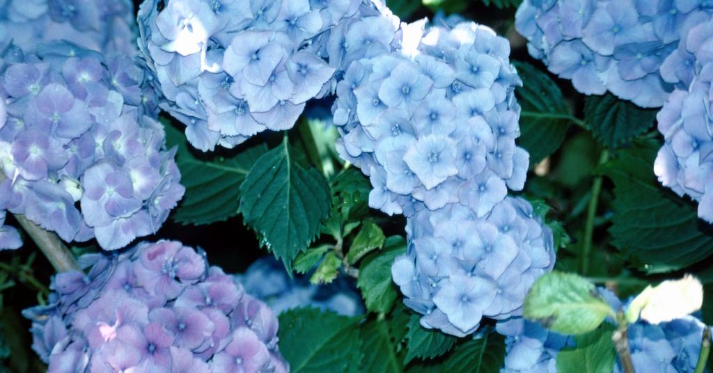 Can You Change the Color of Hydrangeas With Coffee?