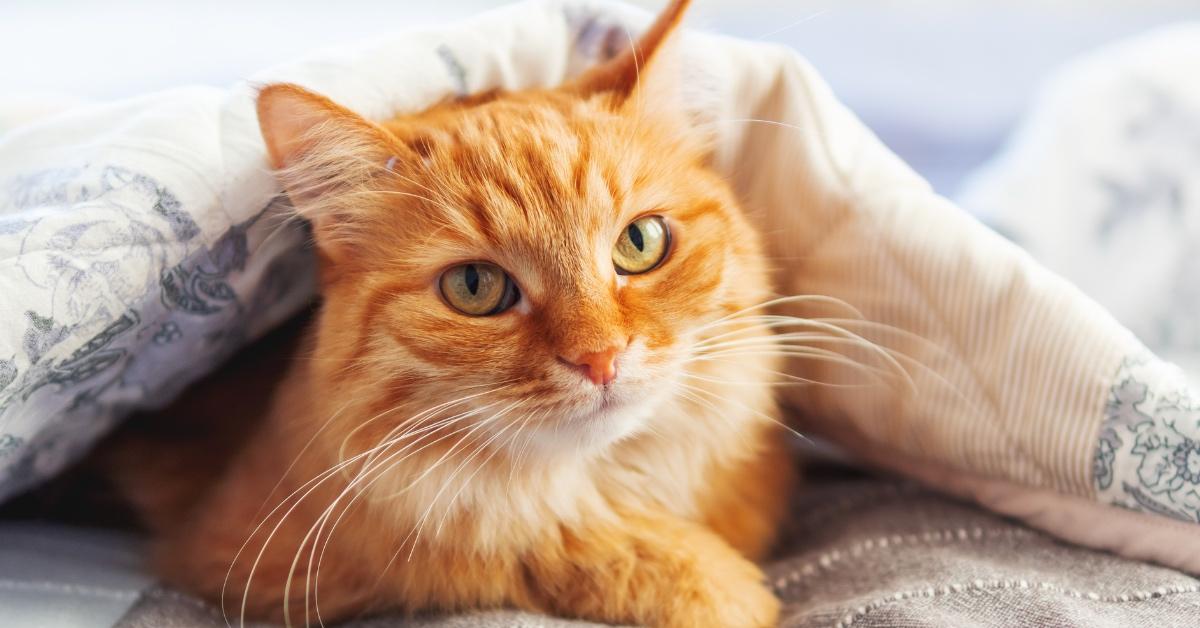 Why Are Orange Cats so Crazy? A Probe Into Cat Stereotypes