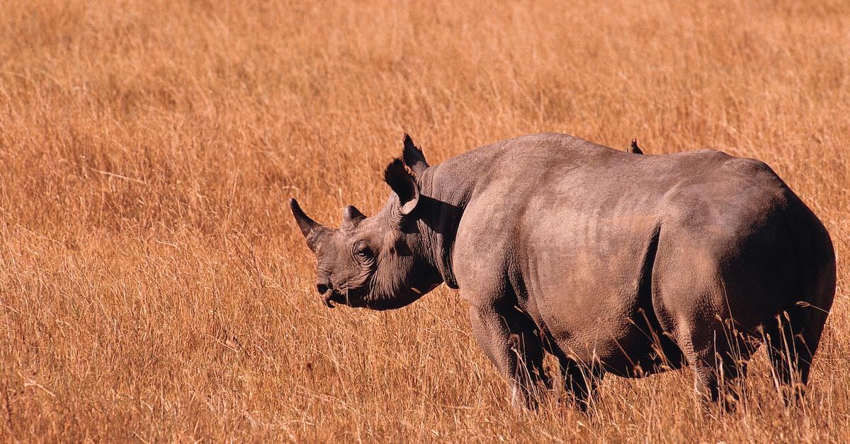 White Rhinos: Conservation Efforts, Are They Extinct, and More