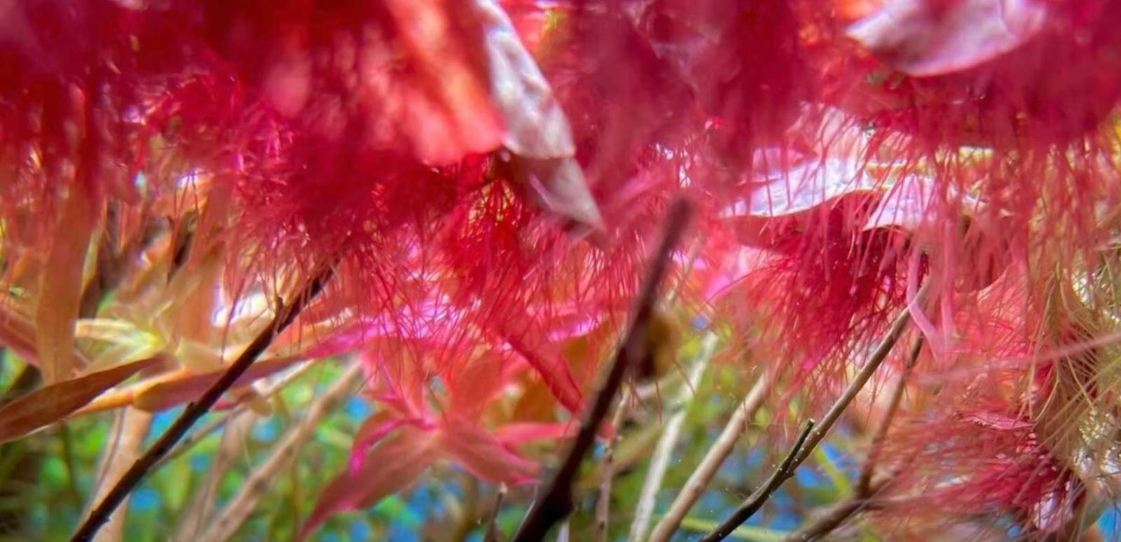 The 8 Best Floating Aquarium Plants