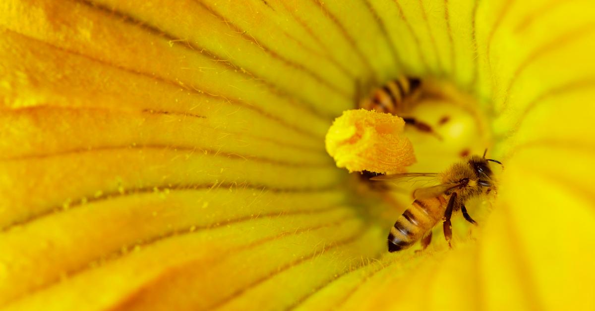 Propolis: What Is It Used For? Everything You Need to Know