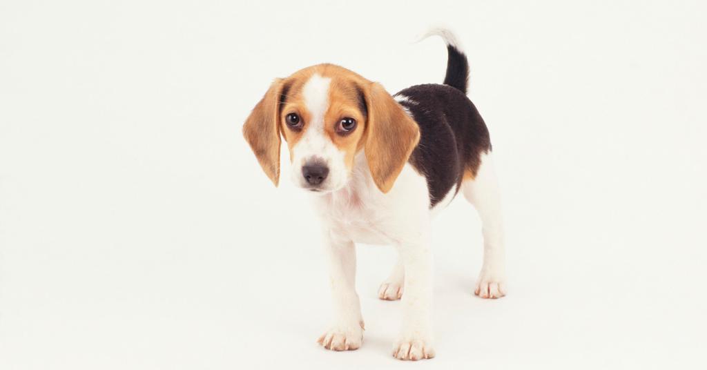 Beagle Freedom Project Teams up With Grounds & Hounds for Great Cause