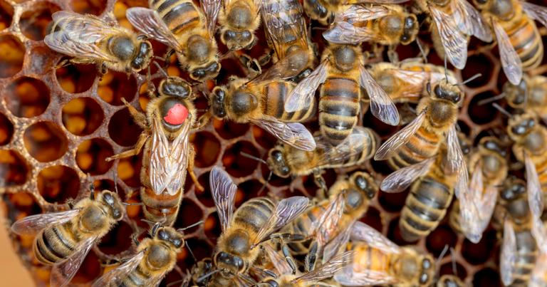 Find Out What Happens When a Queen Bee Dies