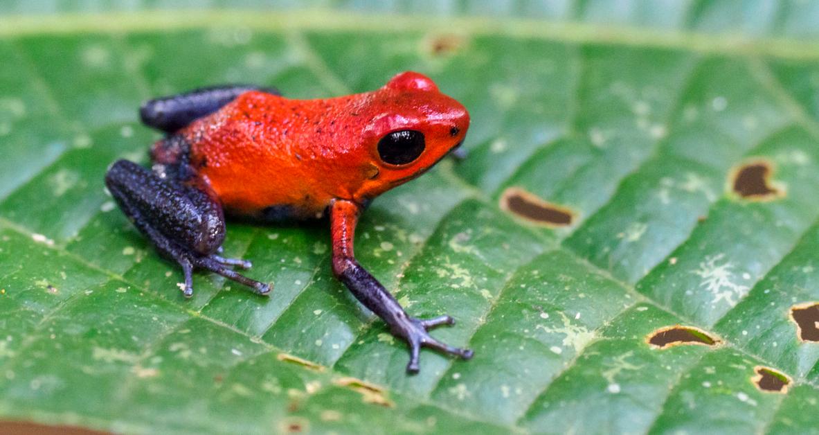 Red Poison Dart Frog Strawberry Poison Dart Frog On Green Leaf In Red Poison Dart Frog Strawberry Poison Dart Frog On Green Leaf In
