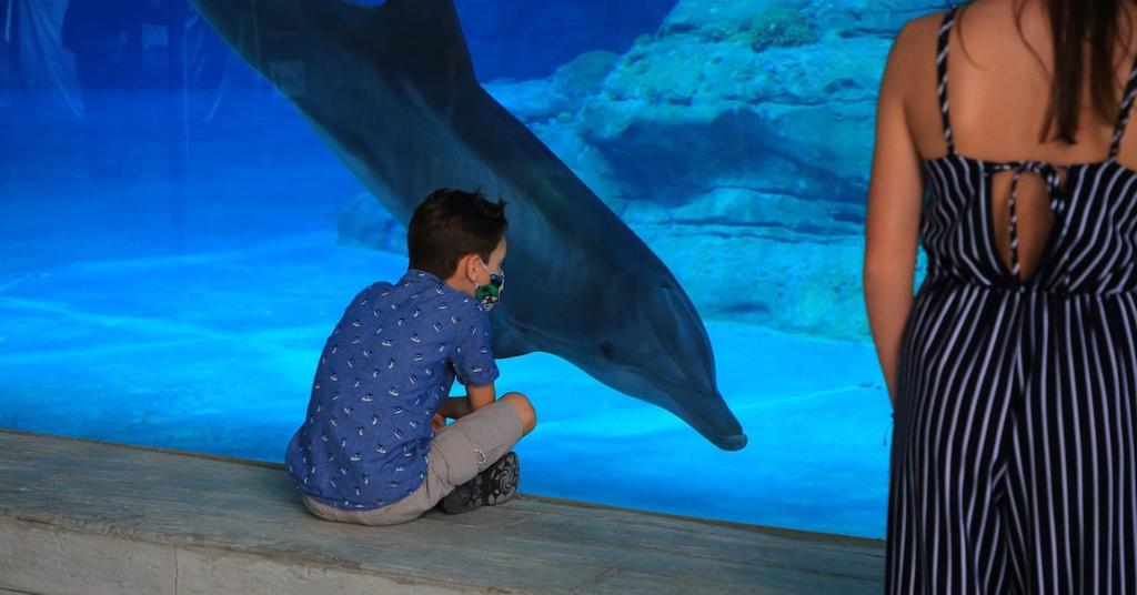 How Did Winter the Dolphin Die? Mourning the ‘Dolphin Tale’ Star