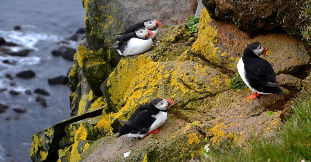 What Is Puffling Season? Exploring a Wildlife Tradition