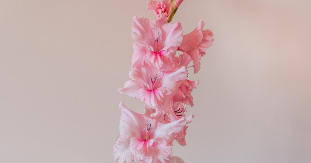 Deeper Meanings Behind the Gladiolus Flower, Explained