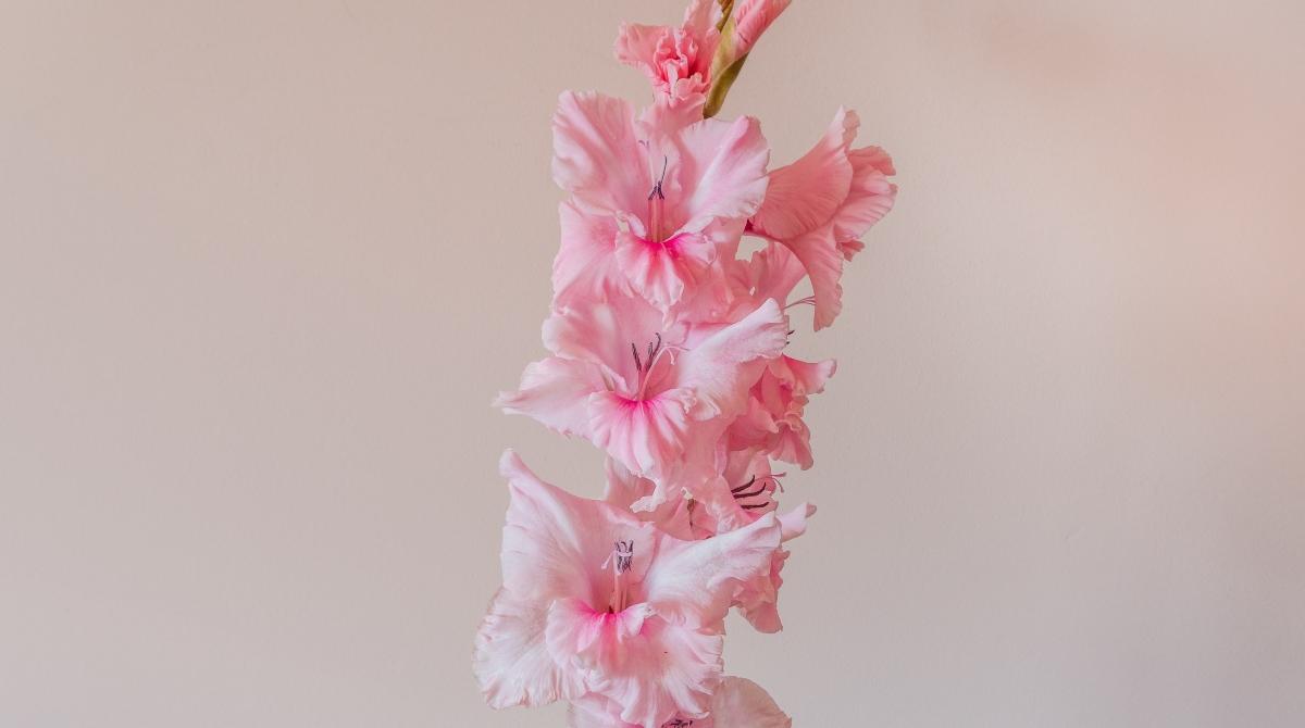Deeper Meanings Behind the Gladiolus Flower, Explained