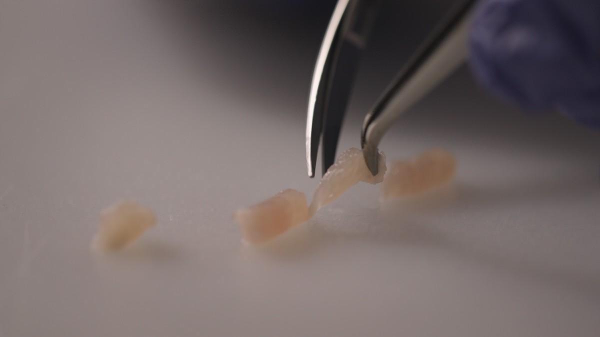 ‘Meat the Future’ Documentary Chronicles Cultivated Meat Company