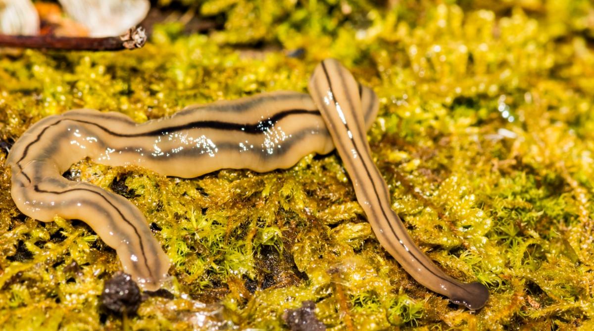 Hammerhead Worm Found in Virginia and Other States Is Toxic