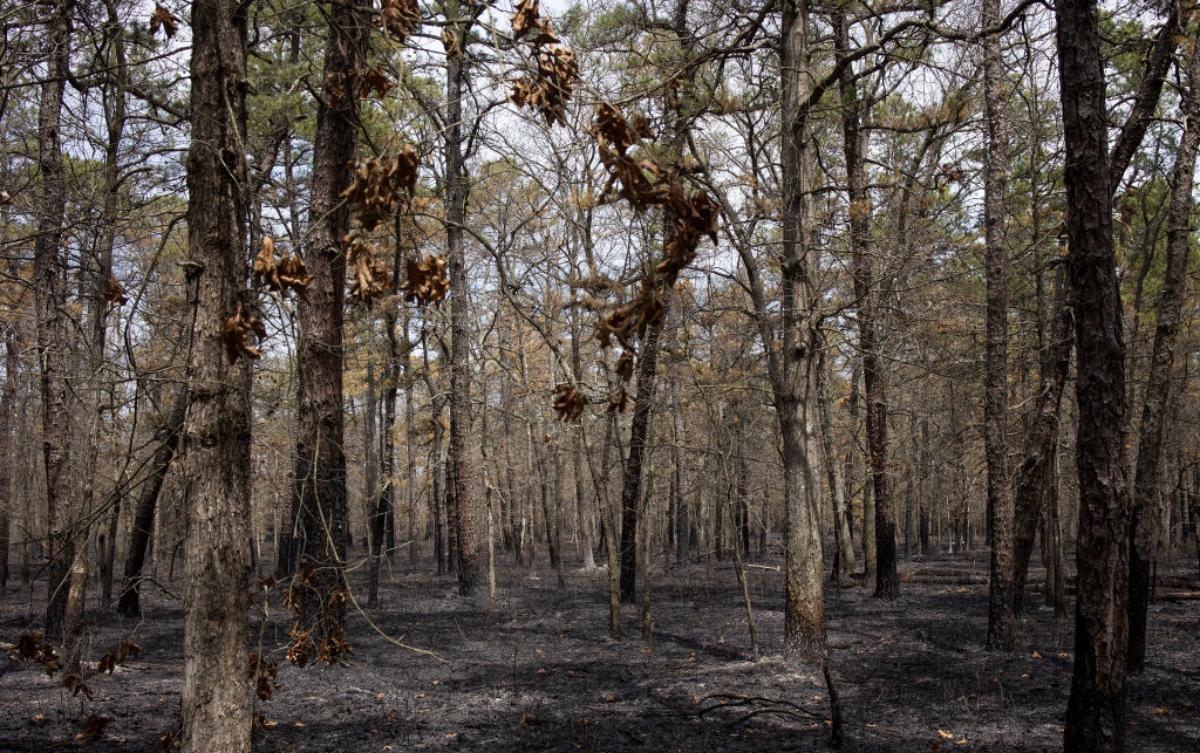 Are the Pine Barrens Dangerous? Why Bodies Are Buried There