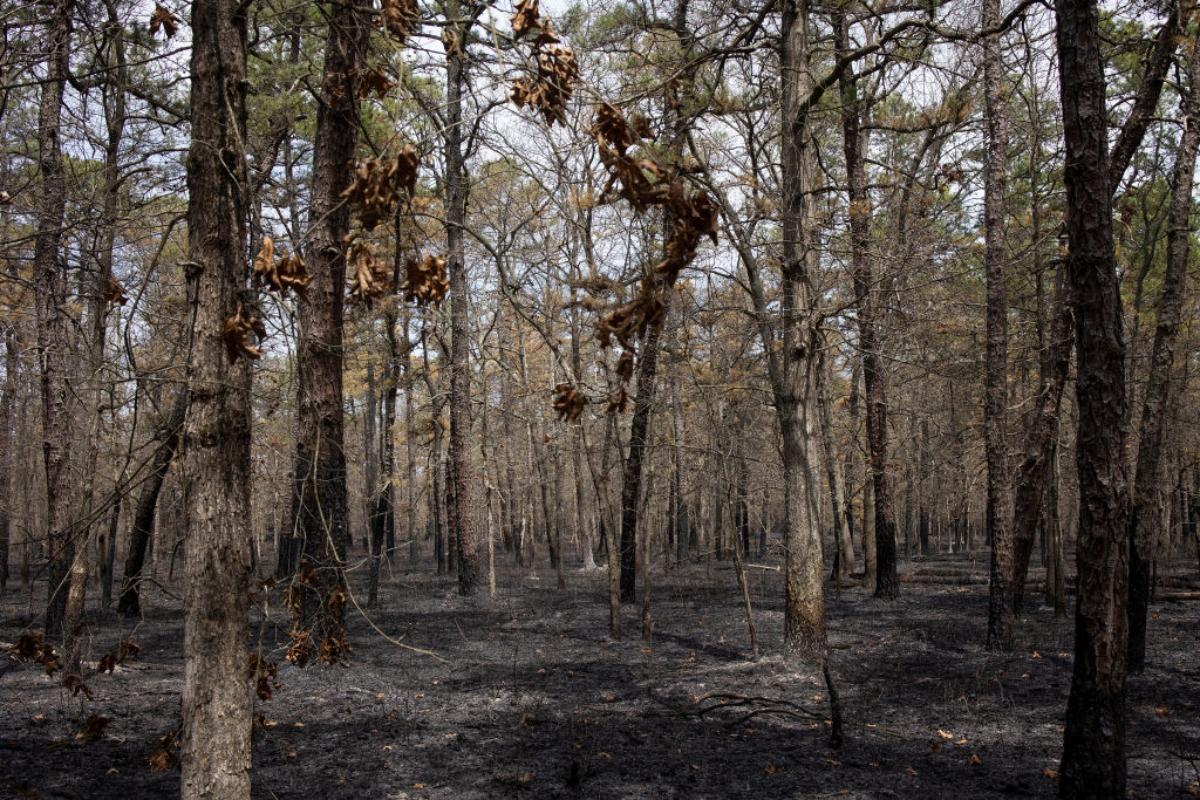 Are the Pine Barrens Dangerous? Why Bodies Are Buried There