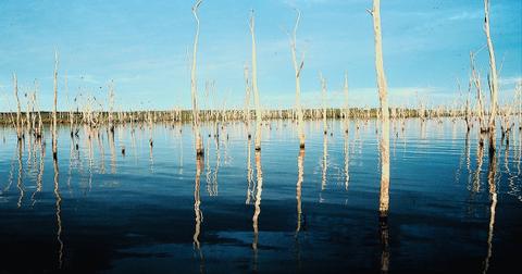 How Does Acid Rain Affect the Environment? What We Know