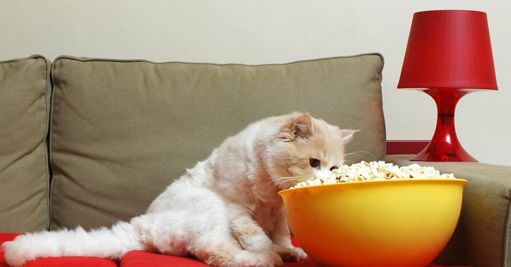 Can Cats Eat Popcorn? Read This Before You Give Them a Bite