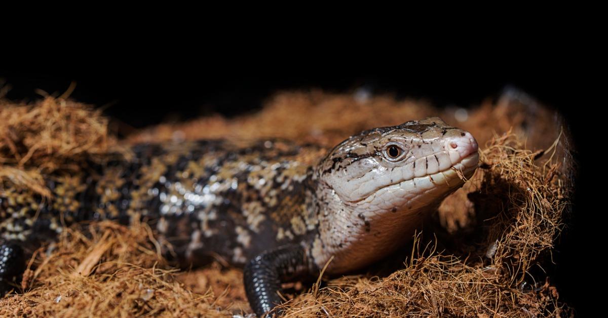 Animals That Mate for Life — We Love These Monogamous Creatures