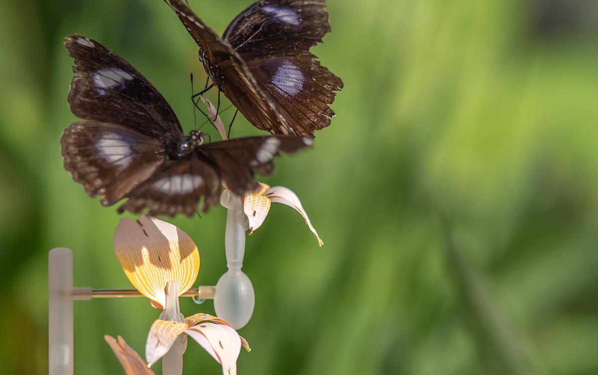 Insect Pollinators Living in Cities Get a Hand From Artificial Flowers