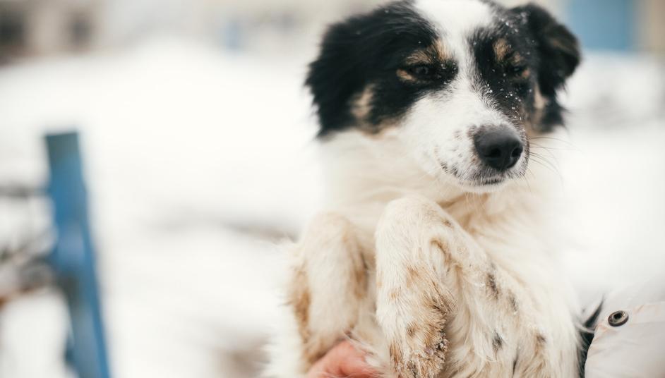 What to Do With a Biting Dog, Why Dogs Bite, and More