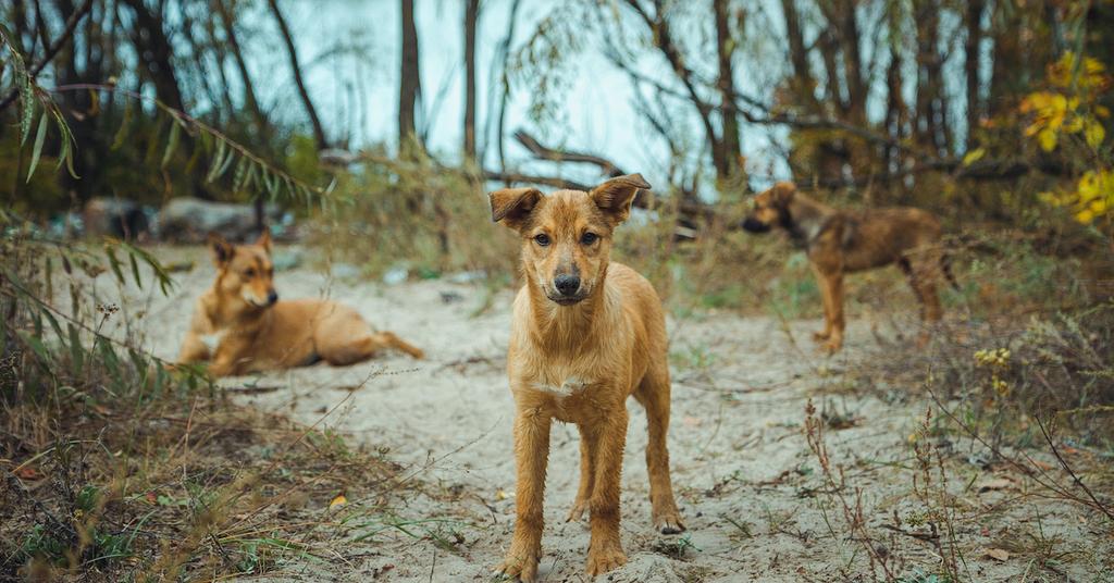 Chernobyl's Dogs Were Abandoned to Die, But What They Taught Us About ...