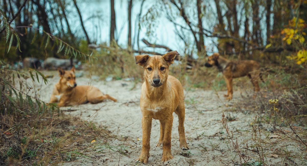 Chernobyl's Dogs Were Abandoned to Die, But What They Taught Us About ...