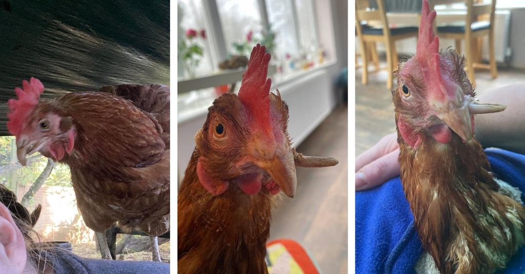 Hen With Crossed Beak Now Lives Peacefully With Other Rescues