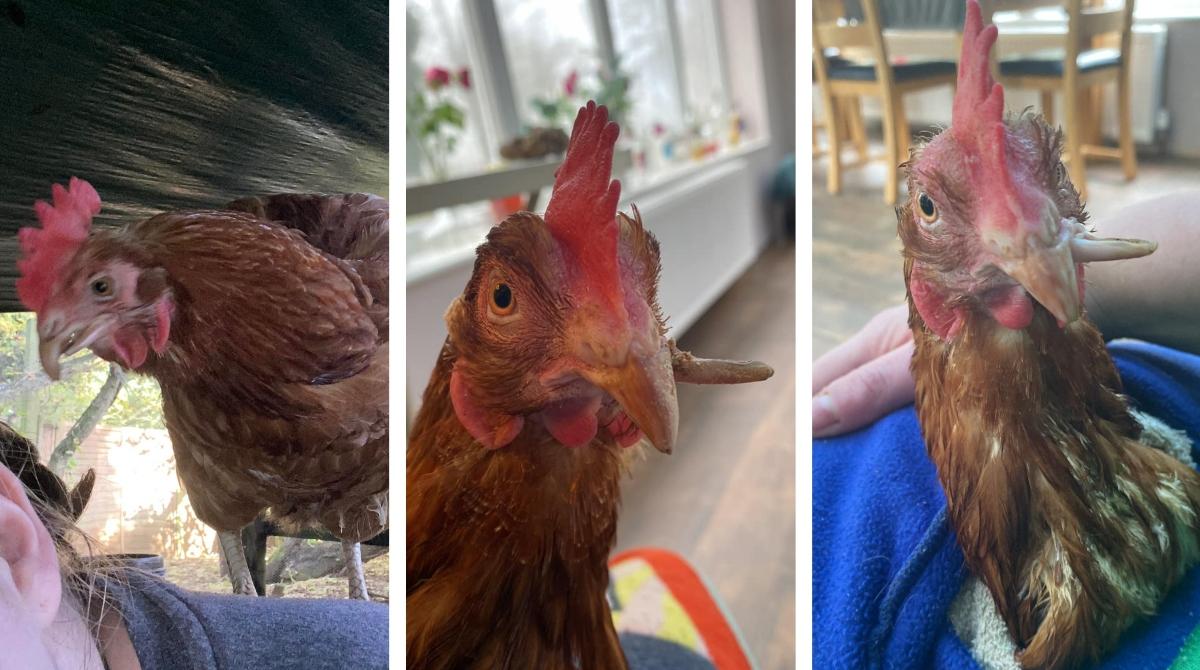 Hen With Crossed Beak Now Lives Peacefully With Other Rescues