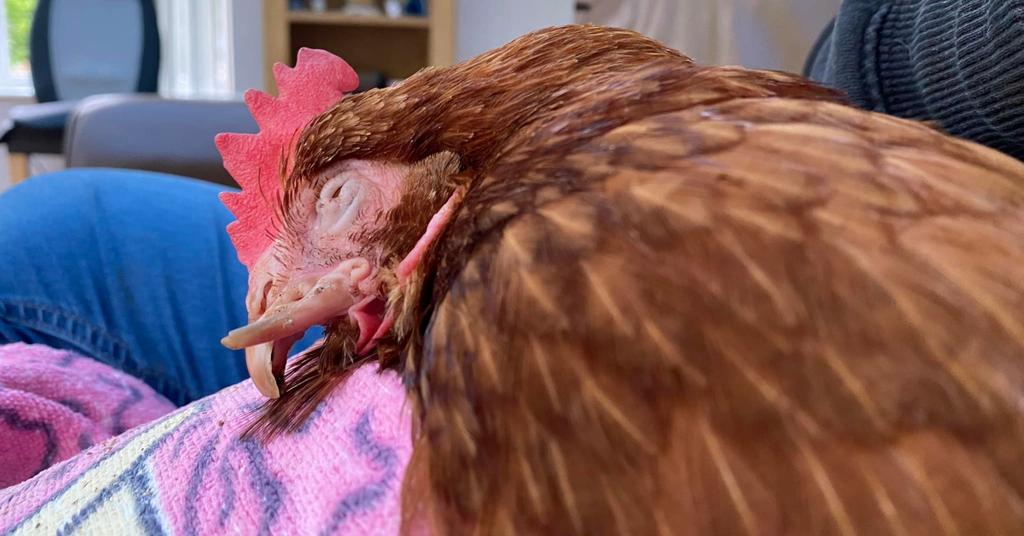 Hen With Crossed Beak Now Lives Peacefully With Other Rescues