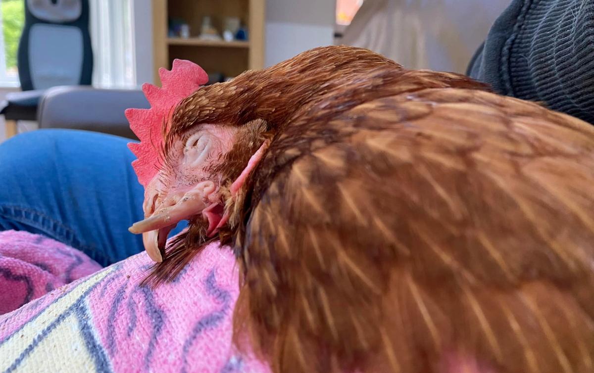 Hen With Crossed Beak Now Lives Peacefully With Other Rescues