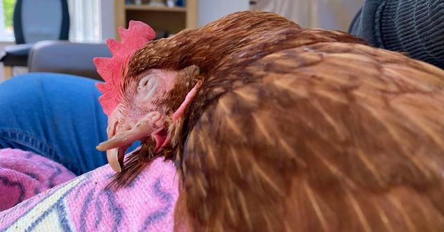 Hen With Crossed Beak Now Lives Peacefully With Other Rescues