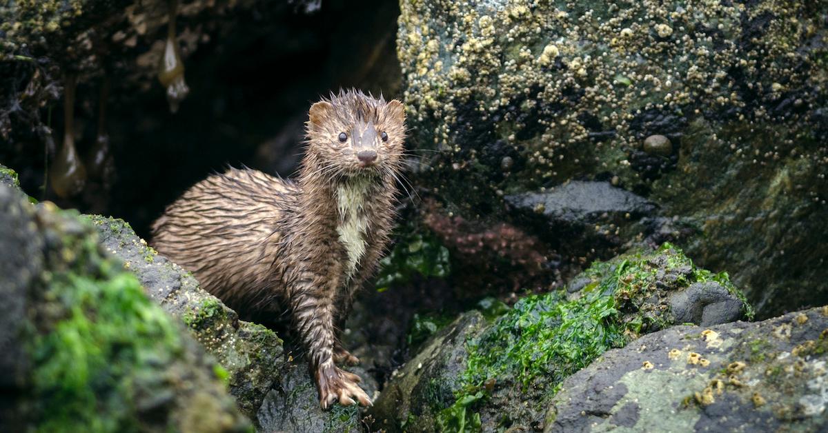 Denmark Culling All Mink Due to Mutated Coronavirus
