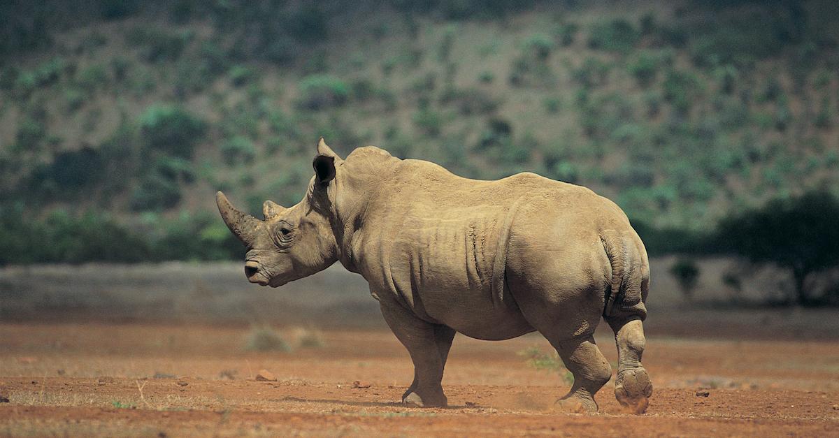 White Rhino Shot in Florida, After Escaping a Safari Enclosure