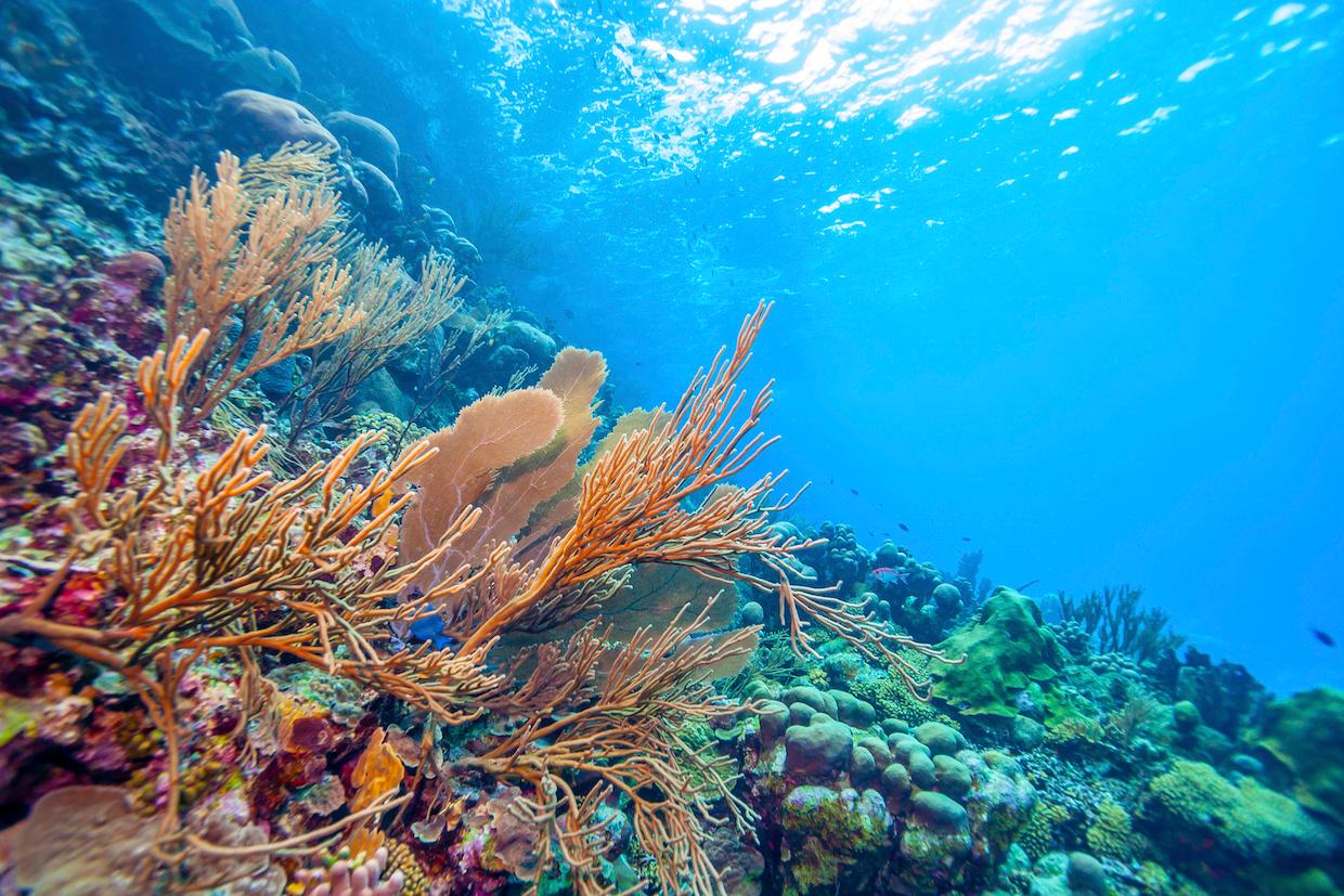 Reef-Safe and Reef-Friendly Sunscreens: Everything You Need to Know
