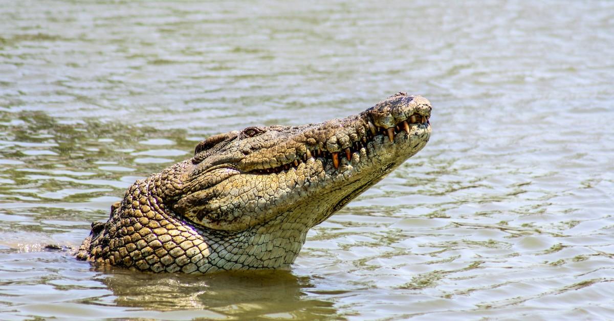 ‘Crocodile Dundee’ Burt the Crocodile Dead at 90