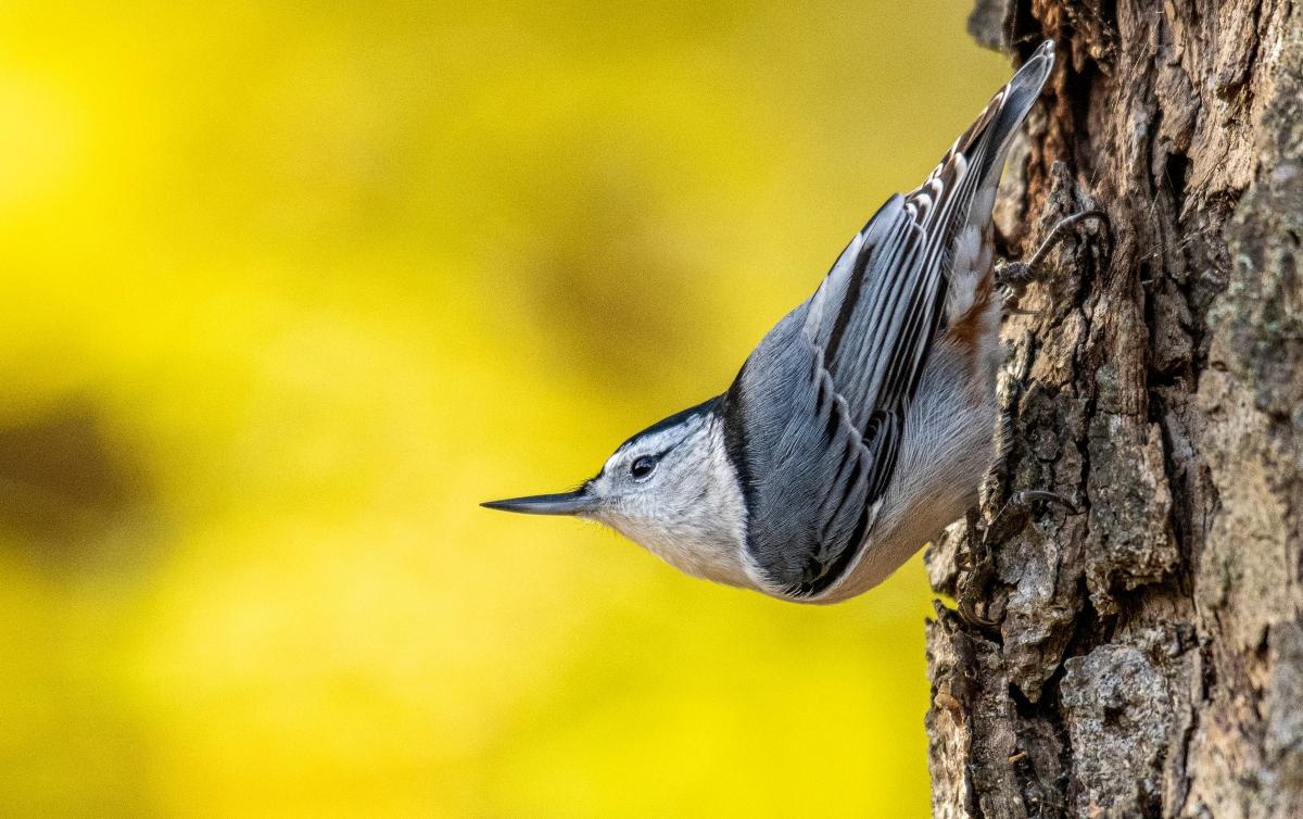 Your Guide to Fascinating Animals That Hang Upside Down