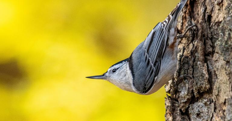Your Guide to Fascinating Animals That Hang Upside Down