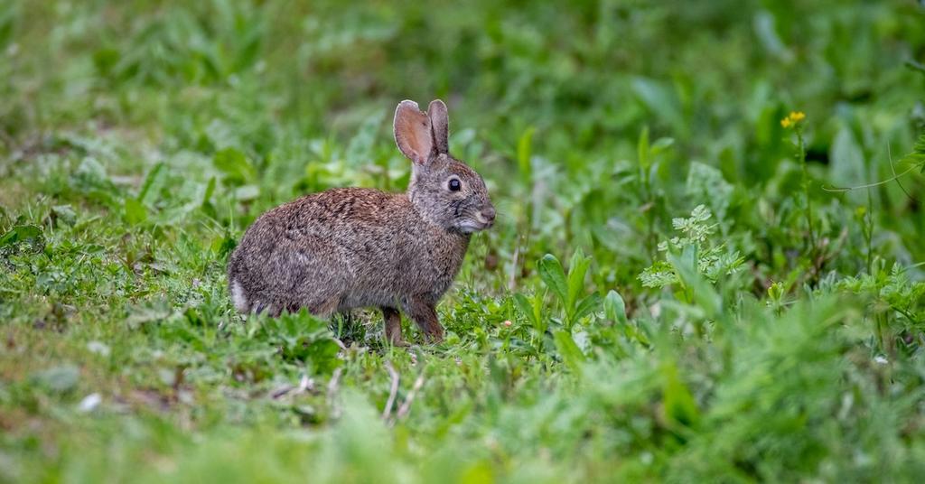 Spiritual Meaning Behind a Rabbit Crossing Your Path Explained