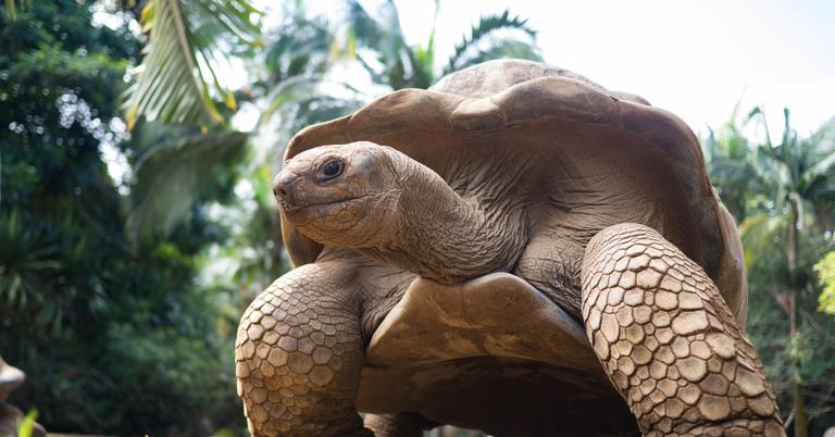 What Is an Endemic Species?