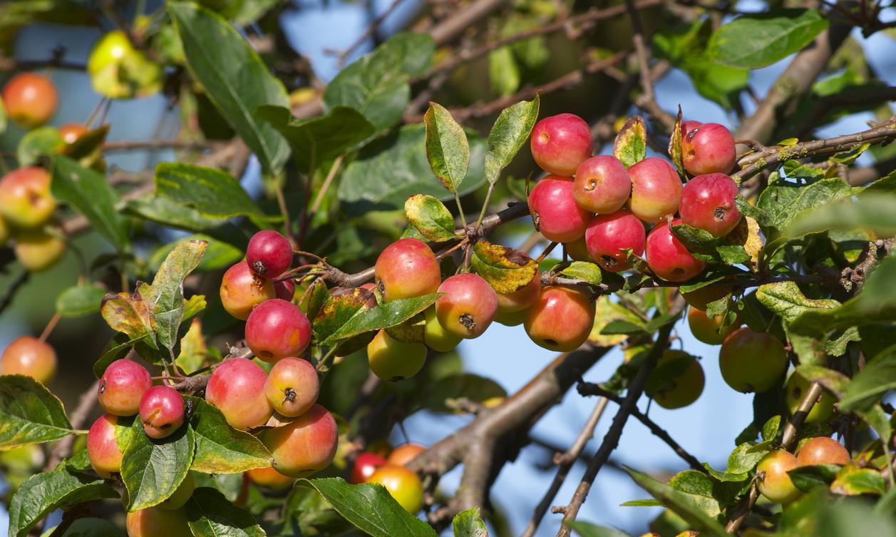 Can You Eat Raw Crab Apples? What the Miniature Fruit Tastes Like