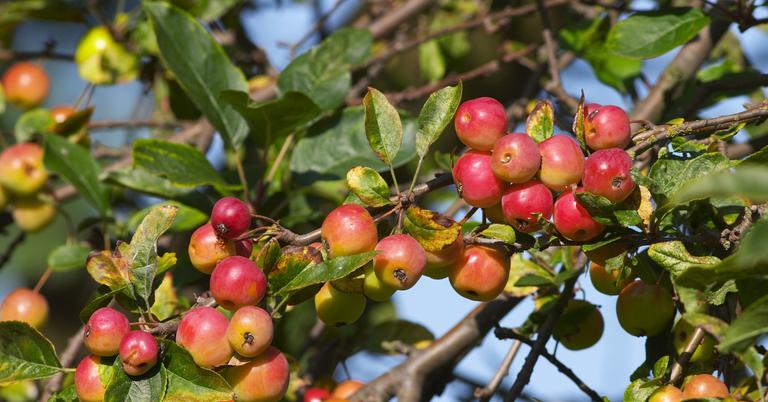 Can You Eat Raw Crab Apples? What the Miniature Fruit Tastes Like