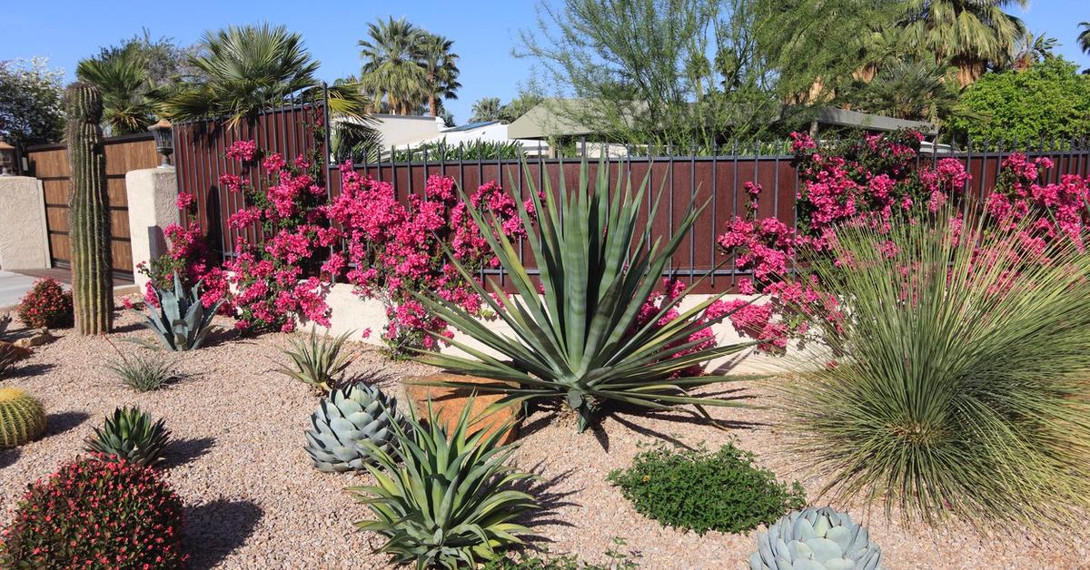 Gardening Without Water: How to Garden During a Drought