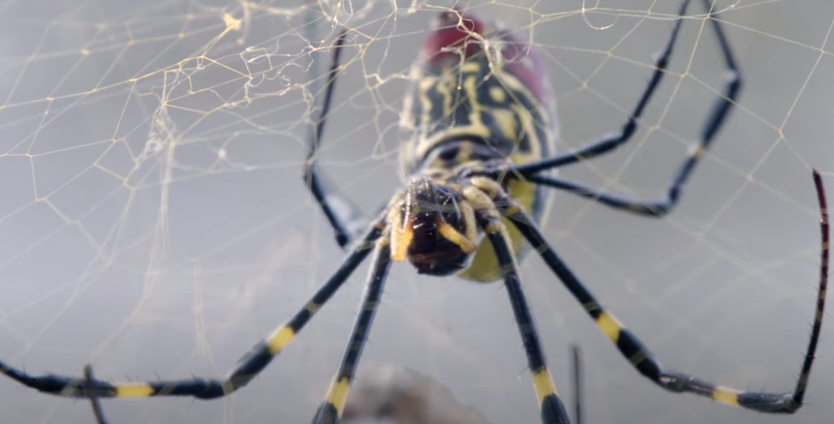 The Joro Spider: Are They Dangerous, What They Look Like, and More