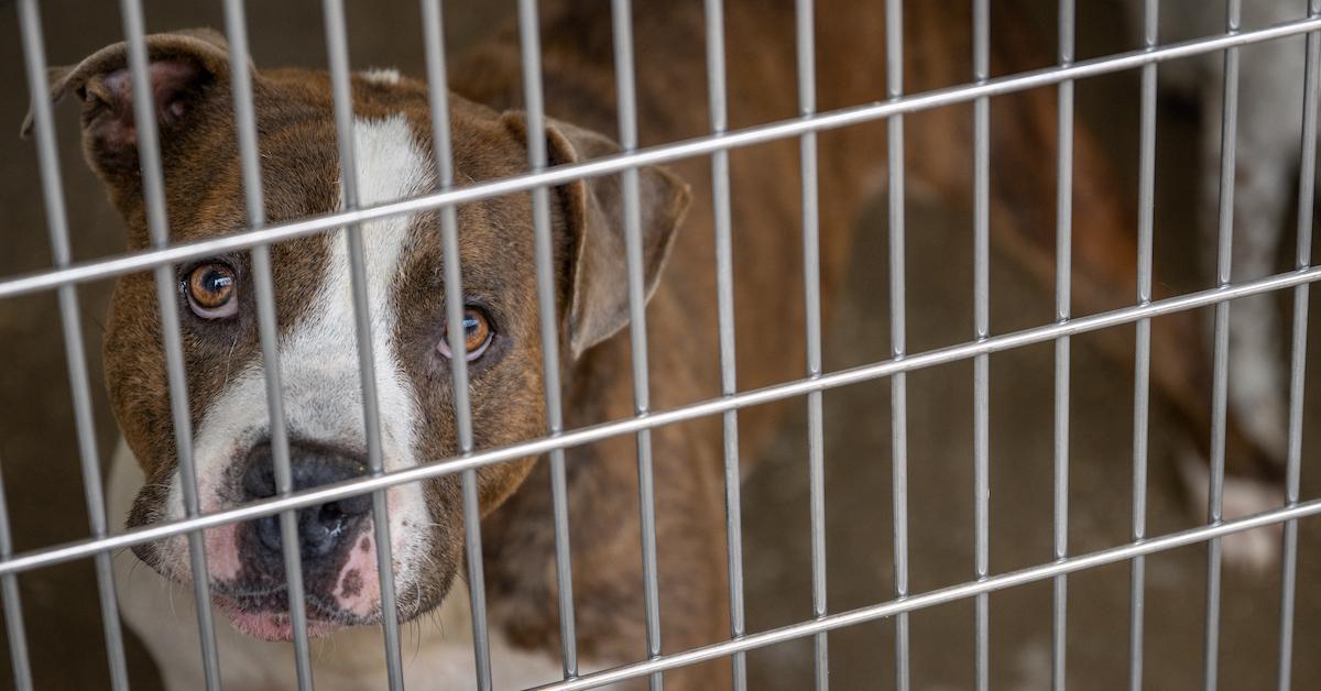 How Much Does It Cost to Adopt a Shelter Dog? It's Adopt a Shelter Dog ...