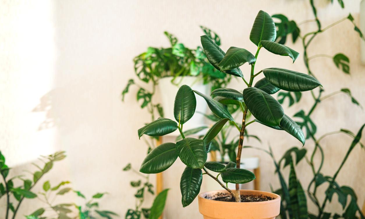 A Simple Guide to Rubber Plant Propagation