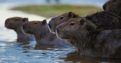 Are Capybaras Endangered? What to Know