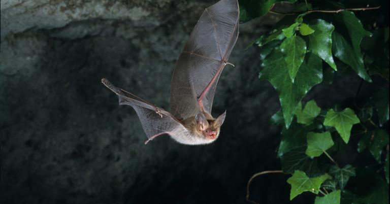 What Is the Spiritual Meaning of Seeing a Bat?