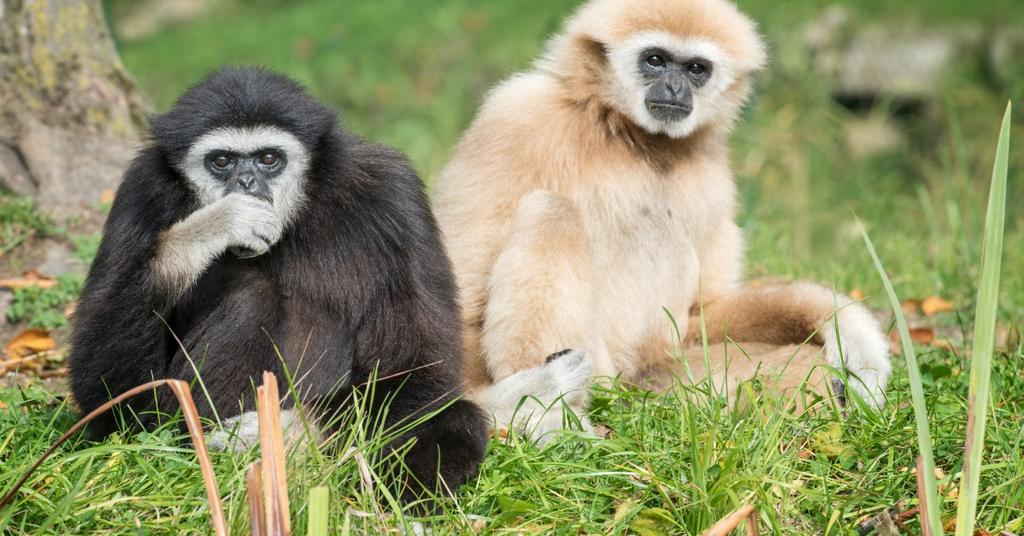 World’s Most Intelligent Animals